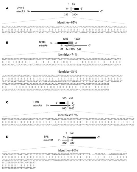 protein coding genes homologous or complementary to mlncrnas