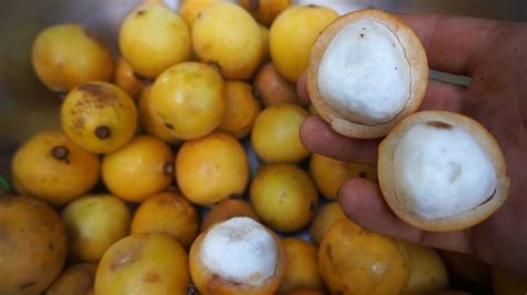 EP47 ACHACHAIRÚ o ACHACHA el MANGOSTAN Boliviano Otra fruta
