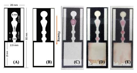 Portable Paper Based Immunoassay Combined With Smartphone Application