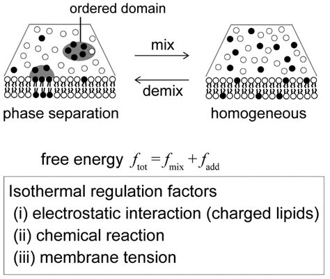 Life Free Full Text Physical Concept To Explain The Regulation Of