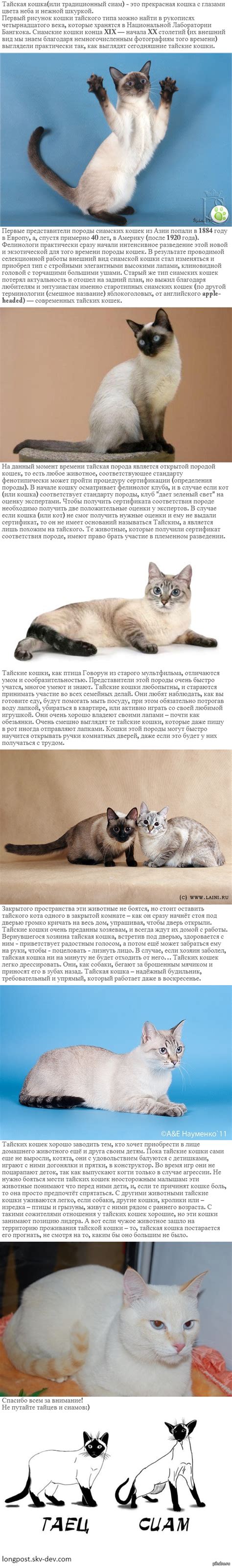 Тайские кошки Пикабу