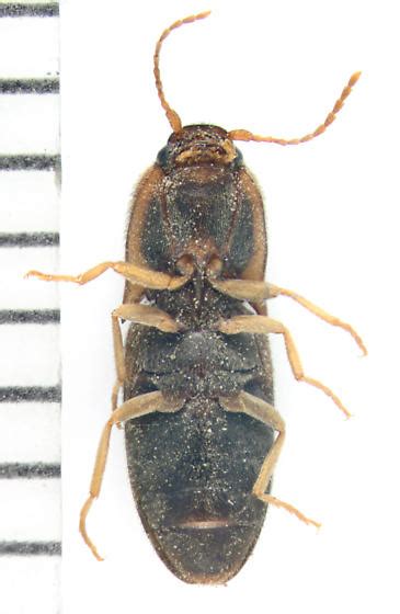 Elateridae Ventral Monocrepidius Auritus Bugguidenet