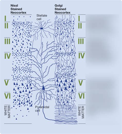 Brain Behaviour Mod 3 3 15 Diagram Six Layers Of Neocortex Diagram Quizlet