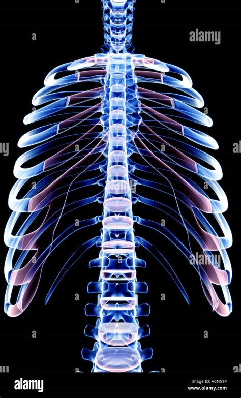 Xiphoid Process Stock Photos Xiphoid Process Stock Images Alamy