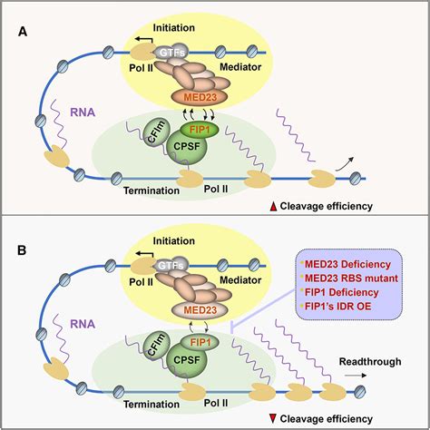 Mediator Regulates Transcriptional Termination Through Crosstalk With