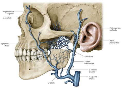 Výsledek Obrázku Pro Plexus Pterygoideus Insan Anatomisi Sanat Karalama Defteri Karalama