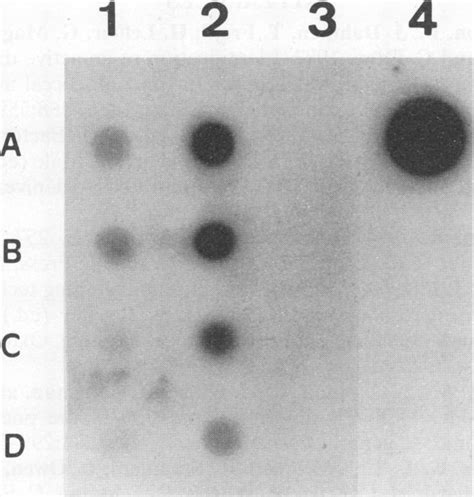 Dot Blot Hybridization Of Rna From The Pneumococcal Strain Gbo5b