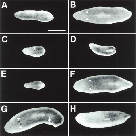 Five Distinctive Stages In The Sexual Induction Of Dugesia Ryukyuensis