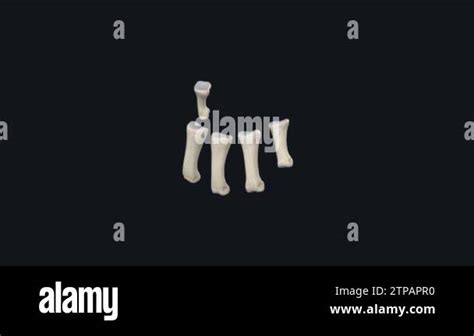 The Proximal Phalanx Of The Fingers Is The Proximal Or First Bone In