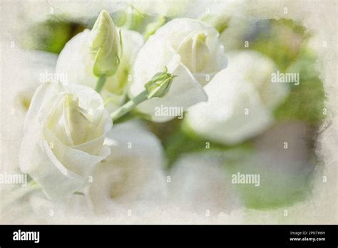 A Bunch Of White Roses In Bloom A Digital Watercolour Painting In A