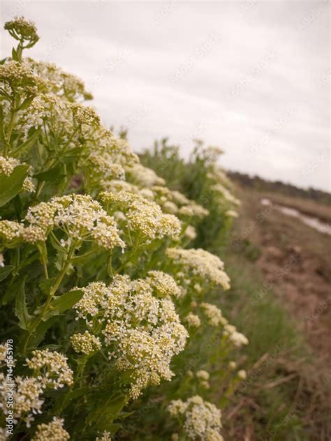 Cow Parsnip Weed Poisonous Plant Heracleum Big Hogweed Stock Photo Adobe Stock
