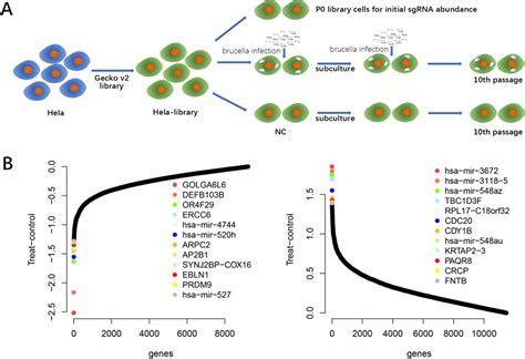 A Genome Wide Crispr Screen Identified Host Genes Essential For