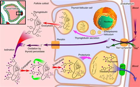 Thyroid Follicular Cell Wikipedia