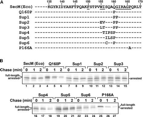 Figure 1 From The Plasticity Of A Translation Arrest Motif Yields