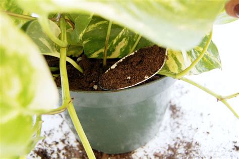 How To Repot Pothos