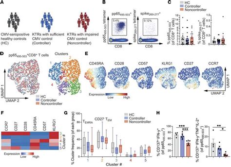 Jci Inhibiting The Nadase Cd38 Improves Cytomegalovirus Specific Cd8