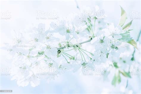 봄에는 영국의 과수원에서 벚꽃 밝은 맑은 하늘에 대 한 섬세 한 작은 흰색 꽃과 나뭇가지 배경 흐리게와 꿈 같은 부드러운 자연