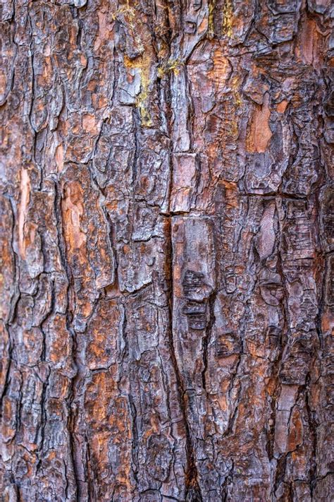 Tree Skin Texture With Details Stock Photo Image Of Life Board