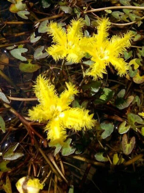 දේශීය ඖෂධ සොයන්න Facebook