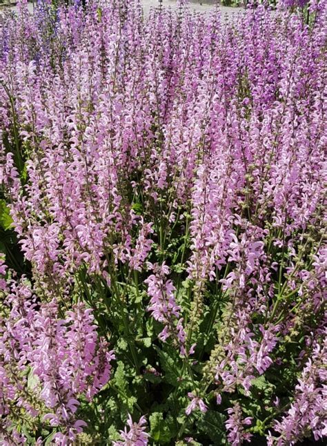 Salvia Nemorosa Pink Dawn PictureThis