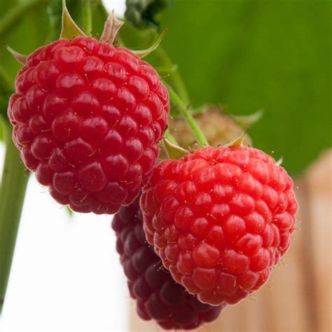 Best Raspberry Plants To Grow In The Uk Roots Plants