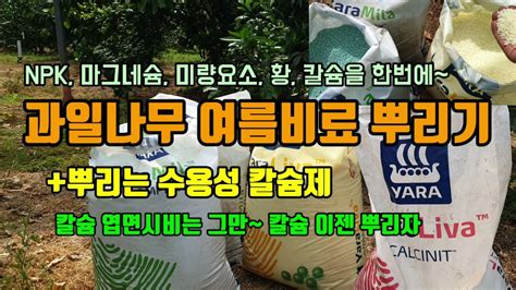 과일나무 여름비료의 중요성 뿌리기만해도 흡수가 잘되는 수용성칼슘과 복합비료 미량요소포함 를 주었습니다 야라비료가 좋은 이유