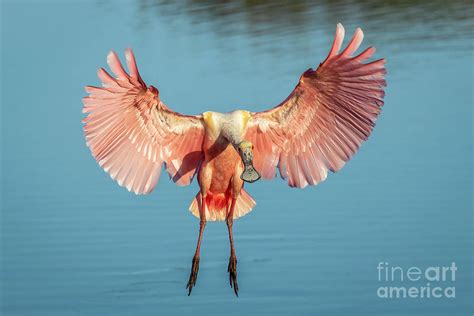 Coming In Hot Photograph By Tom Claud Pixels
