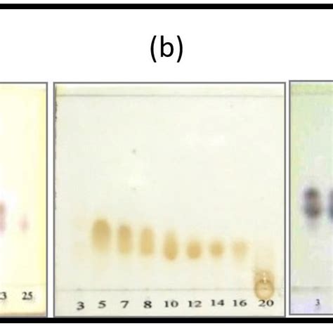 Profiles Of Tlc Chromatogram Of Fraction D A Eluent N Hexane Ethyl