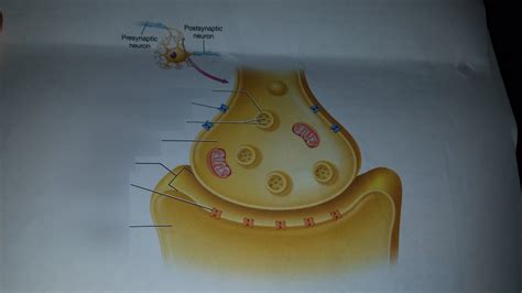 Synapse Diagram Quizlet