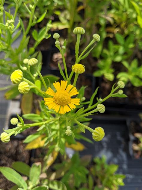 Sow Wild Natives Helens Flower Helenium Autumnale