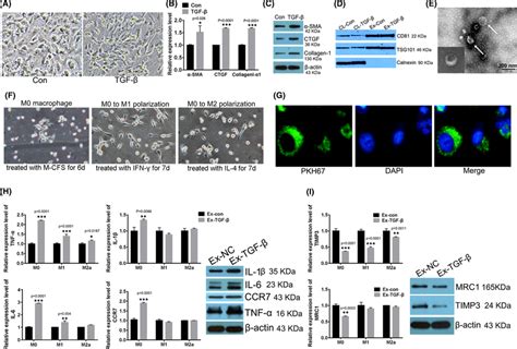 Exosomes Derived From Activated Lx‐2 Induced M1 Macrophage Polarization Download Scientific