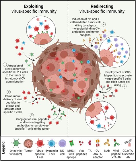 Strategies To Exploit Or Redirect Preexisting Virus Specific T Cells
