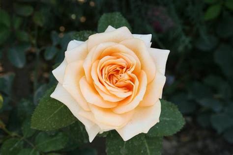 12月3日の誕生花花言葉 誕生花花言葉辞典