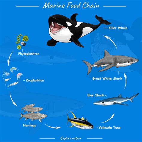 Premium Vector Marine Food Chain Vector Illustration Of Food Chain In Ocean