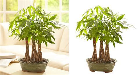 Necessity Of Image Clipping Path Clippingbd