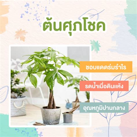 5 ต้นไม้มงคล ช่วยเรียกทรัพย์ เฮงๆสุดปังต้อนรับปีวัว