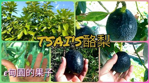 【哈斯酪梨實生苗自體嫁接實驗019】在欉紅的「蔡斯tsais酪梨」黑的太美了！2022年11月9日 Youtube