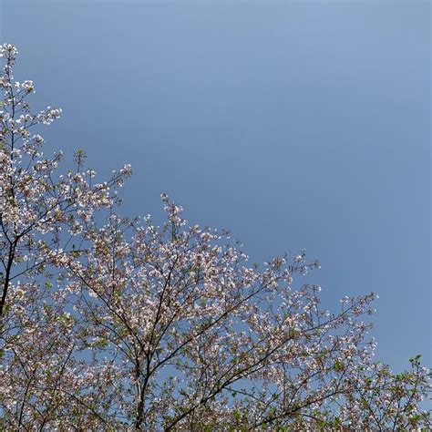 潮流前端周刊（第26期） 良渚看花 知乎