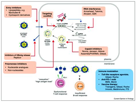 A Schematic Of The Hbv Replication Cycle Highlighting Anti Hbv