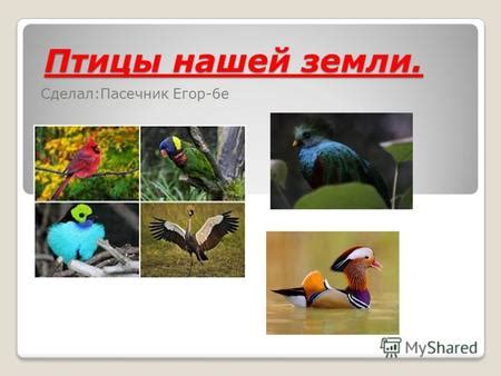 Презентация на тему: "Птицы нашей земли. Сделал:Пасечник Егор-6е Птицы ...