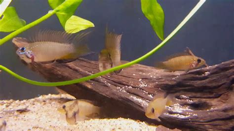 Apistogramma Megaptera F Bij Aquarium Speciaalzaak Utaka Youtube