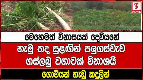 හැමූ තද සුළඟින් පලුගස්වැව ගස්ලබු වගාවක් විනාශයි Youtube