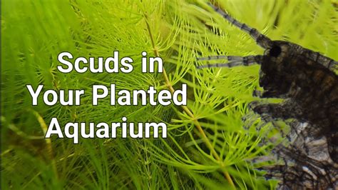 Scuds In Your Planted Aquarium Why We Love Scuds