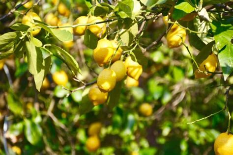 Mastering Kagzi Nimboo Farming A Comprehensive Kagzi Lemon Cultivation