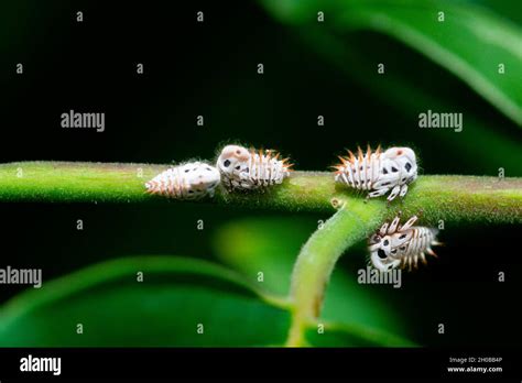 Treehopper Membracis Foliatafasciata Larvae On Ylang Ylang Cananga Odorata French Guyana