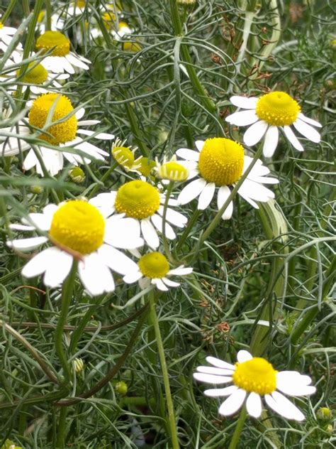 Roman Chamomile Chamaemelum Nobile Calendula Farm And Earthworks