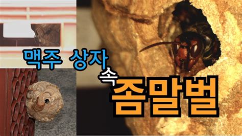 맥주 상자 속 좀말벌 Youtube