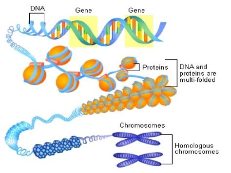 Unit 4 Genetics Section 11 4 Meiosis Genes