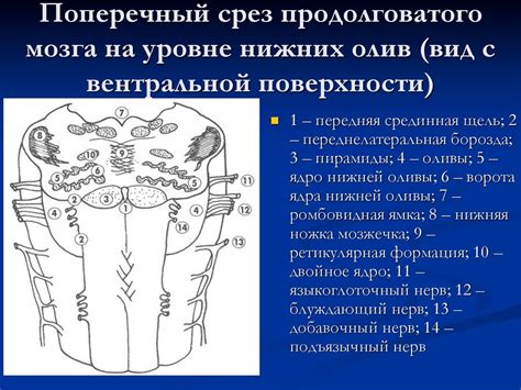 Черепно мозговые нервы Лекции 3 презентация онлайн
