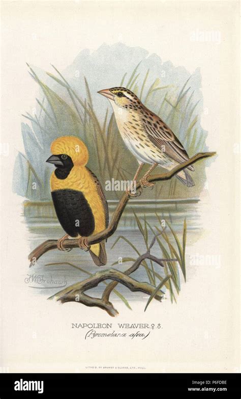 Yellow Crowned Bishop Euplectes Afer Napoleon Weaver Pyromelana